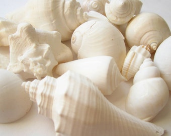 Shell table decor | Etsy