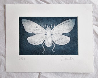 Insect engravings | Etsy