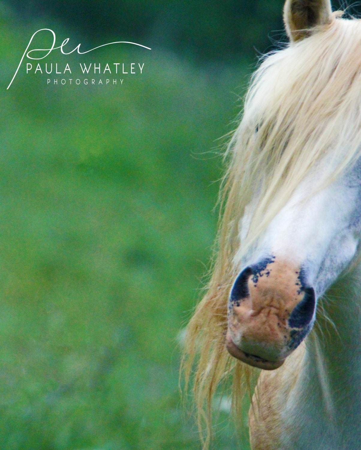 unique horse photo Welsh Pony photo Horse Photography