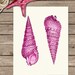 Seashell art print Pink Shell Duo 1 Sea shell by NauticalNell