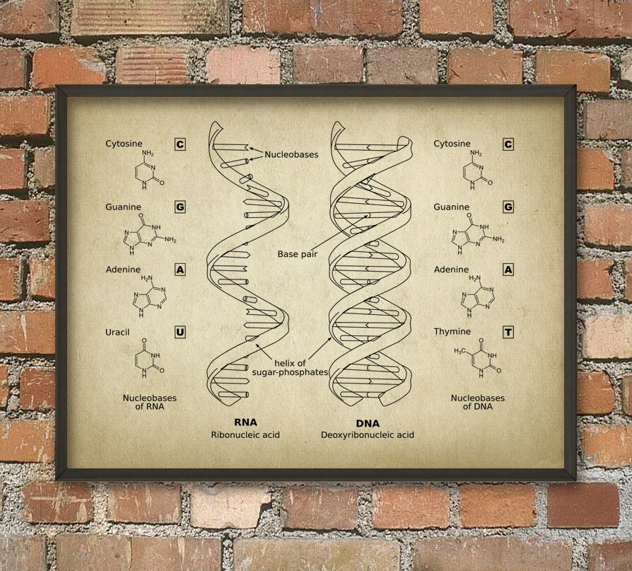 DNA and RNA Wall Art Poster Biology Student Art Poster