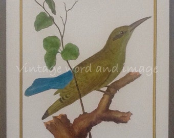 Bee eater bird | Etsy