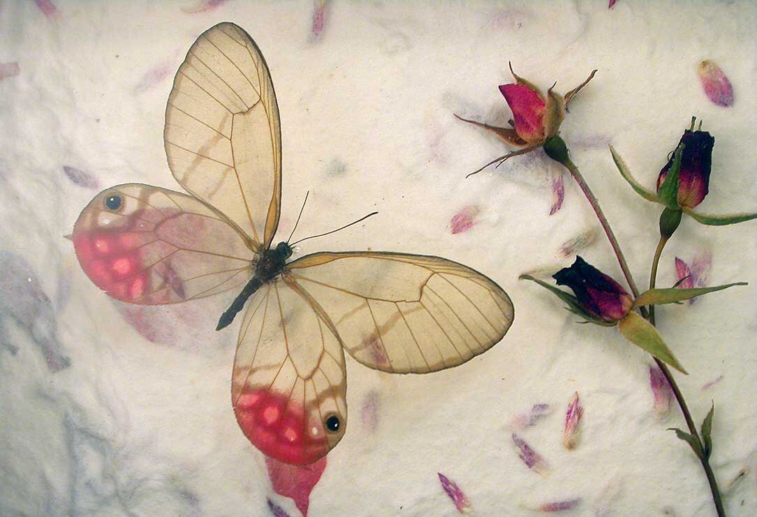 Real Framed Butterfly Pink Glasswing Cithaerias merolina