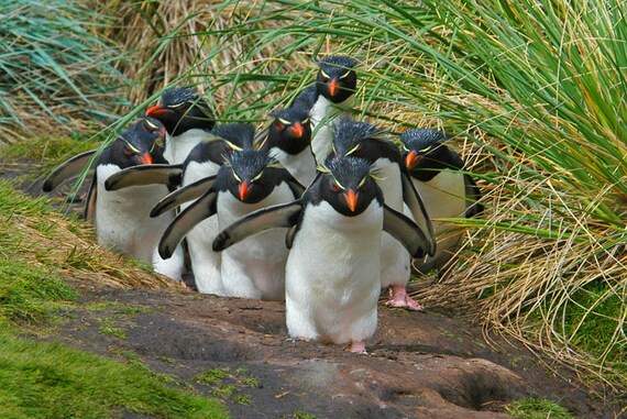 Penguin photo picture of Rockhopper Penguins cute bird