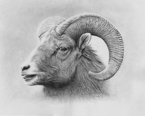 Ram Drawings