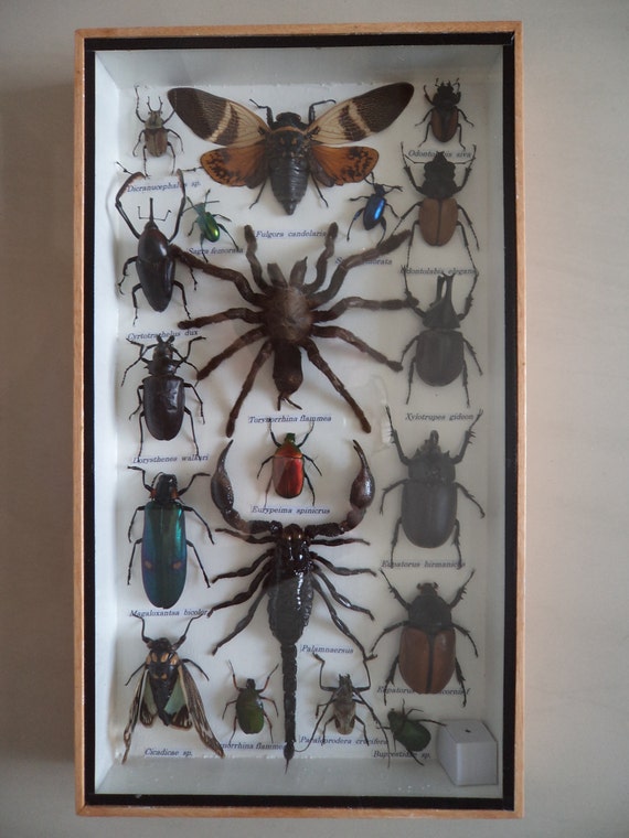19 Real Mounted Insects Boxed Display Taxidermy Collectable