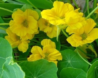Nasturtium seeds | Etsy
