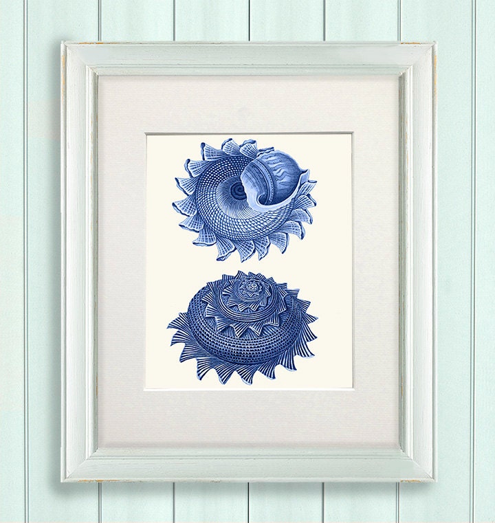 Blue Sea shell art print Duo 2 seashell art by NauticalNell