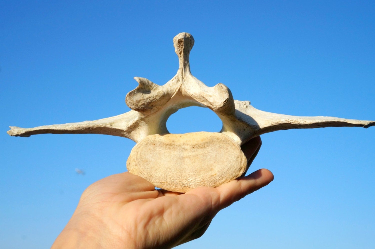 Large Cow Vertebra Real Cow Spinal Bone Animal by Mediterraneon