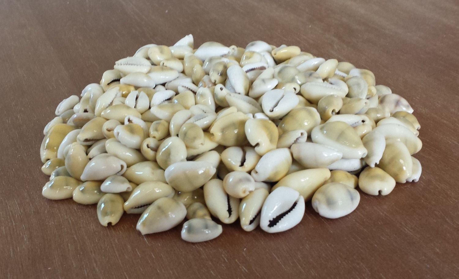 Small Shells Tiny Shells Beach Decor Seashells Shells