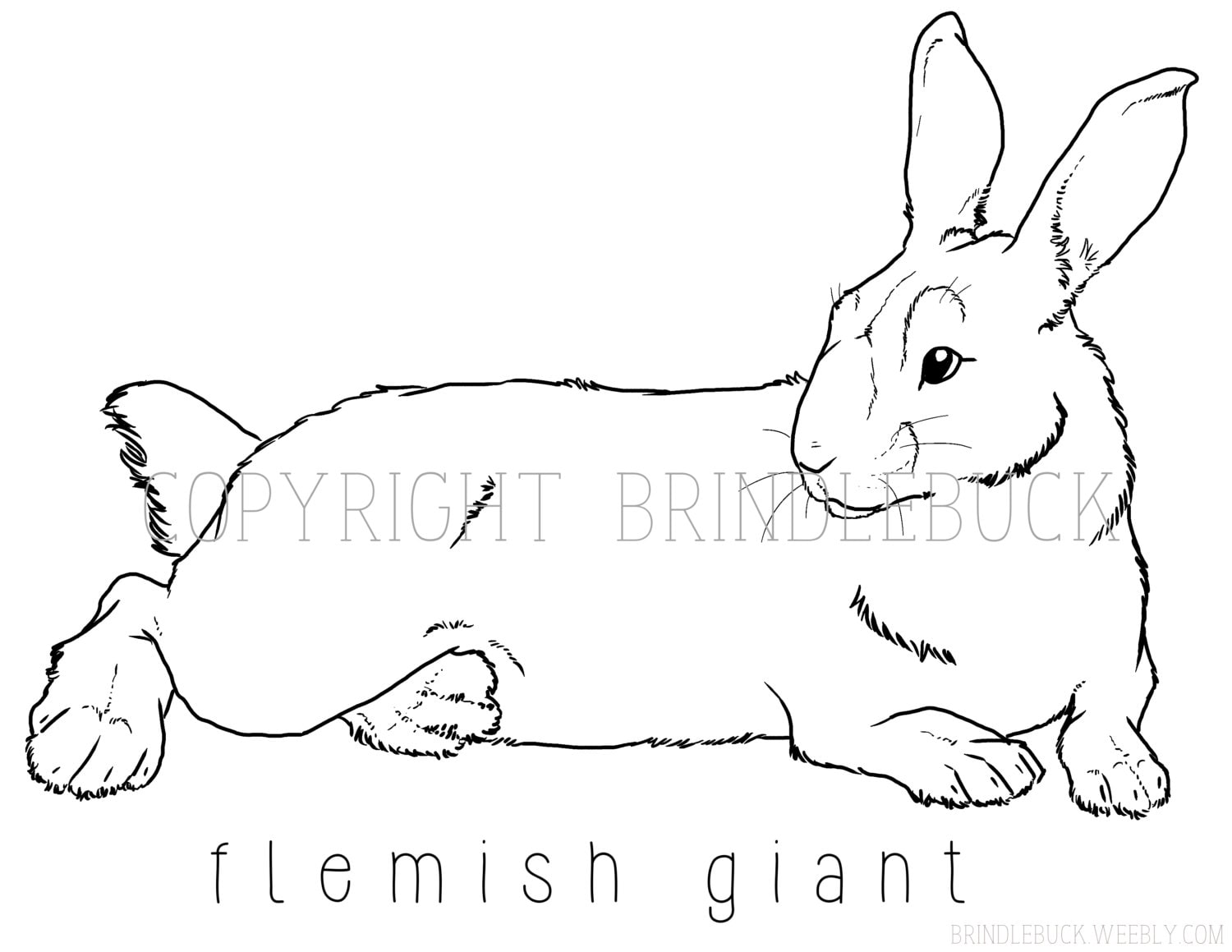 Flemish Giant Rabbit coloring page downlaod bunny by Brindlebuck