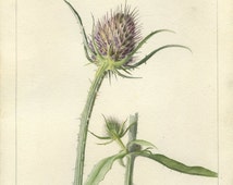 Popular items for plant prints on Etsy