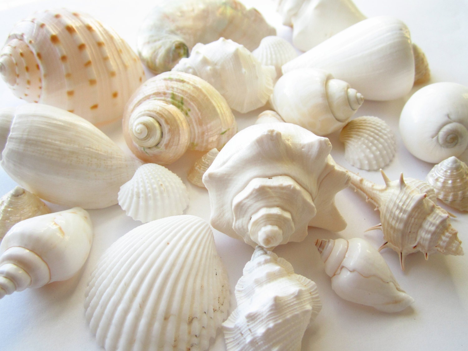 White Seashells Mix-1 Pound-Beach Wedding White