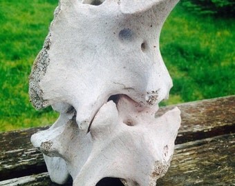 Cow vertebrae | Etsy