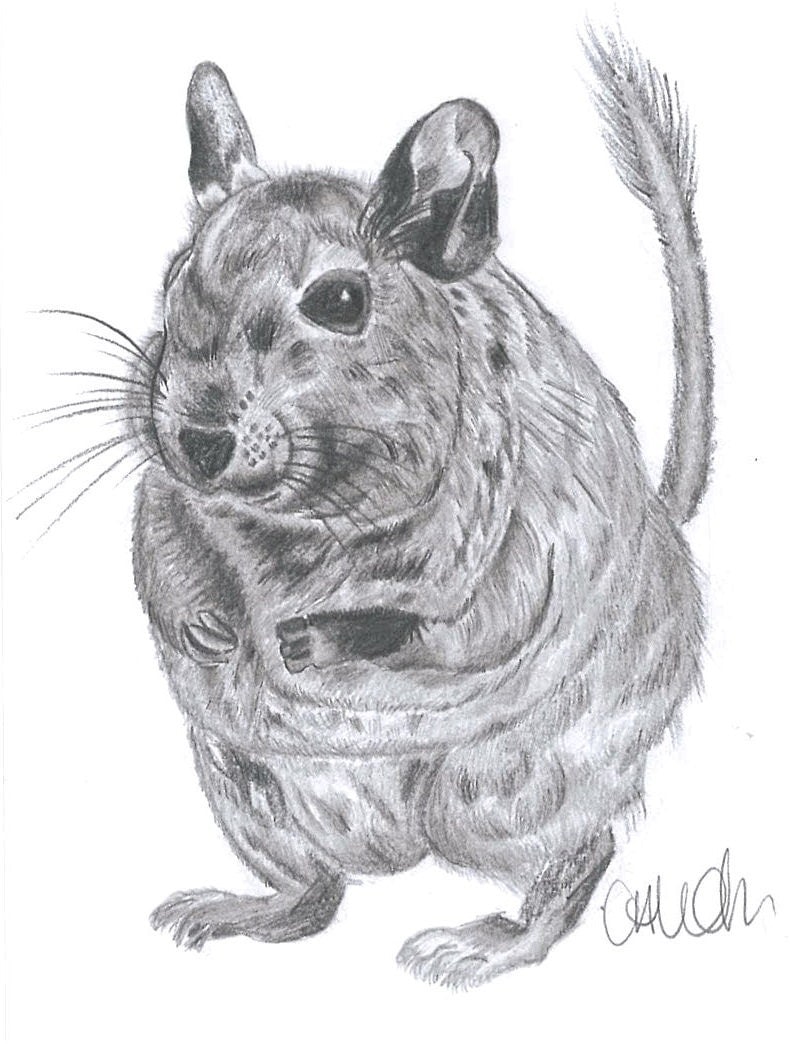 Degu drawing by LittleArtyDoll on Etsy