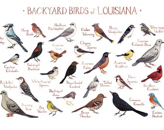 Iowa Backyard Birds Field Guide Art Print / Watercolor