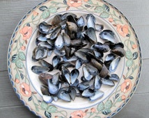 Popular items for mussel shells on Etsy