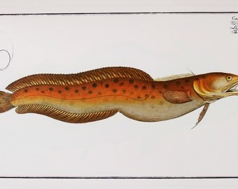 Pout pout fish | Etsy