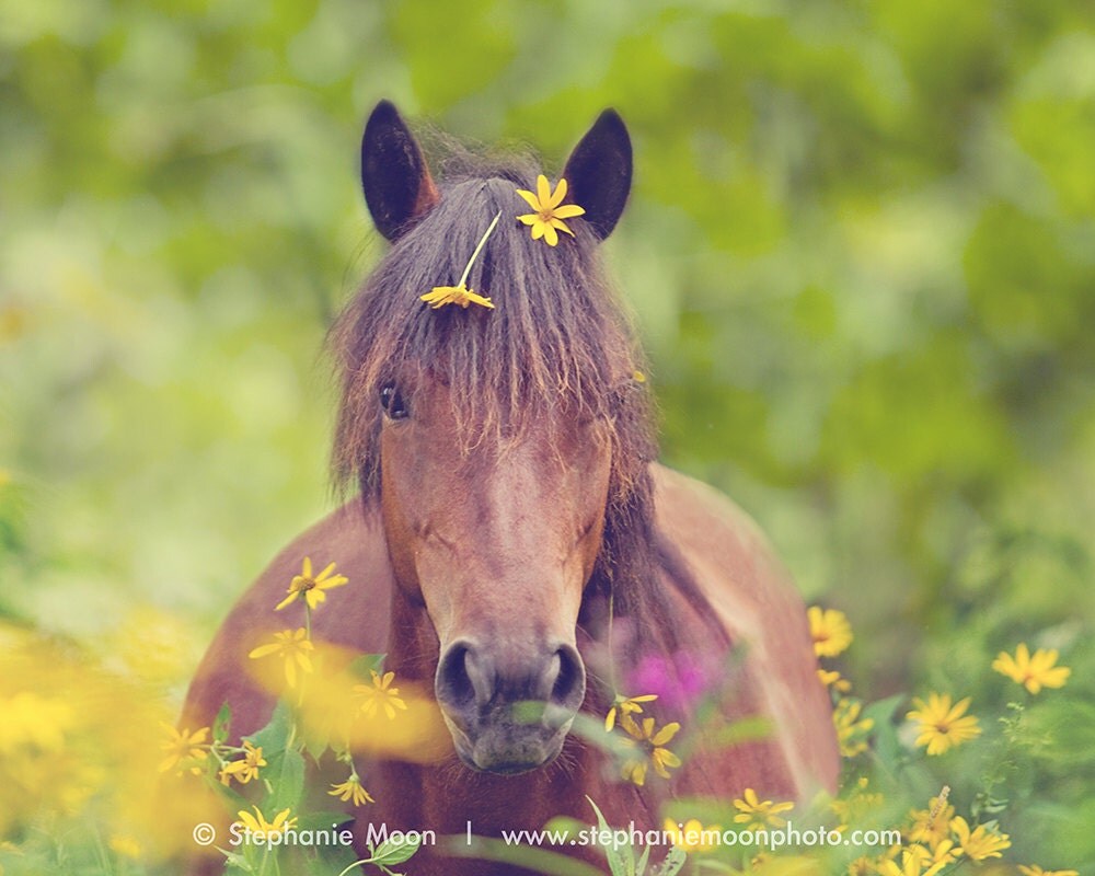 Horse Photography Pony with flowers in mane Girl's Room