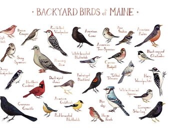 Illinois Backyard Birds Field Guide Art Print / Watercolor