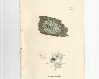 Lichen drawing | Etsy