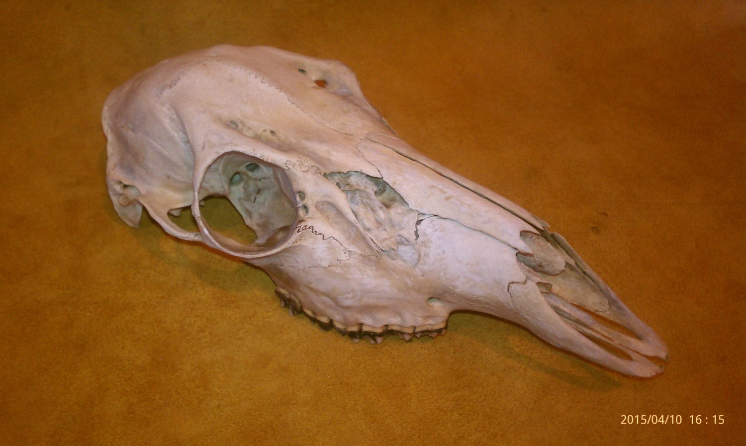 whitetail deer doe skull