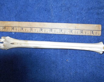 Deer leg bone | Etsy
