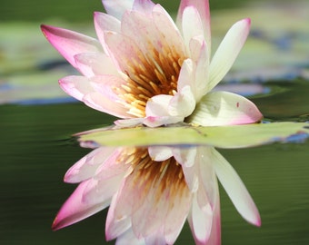 Lotus flower print | Etsy