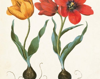 Dutch Floral Still Life Botanical Print Giclee by BelleBotanica