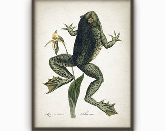 Antique frog print | Etsy