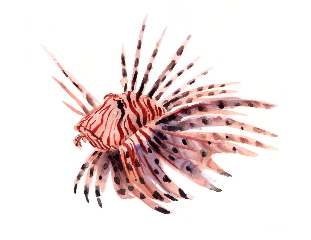 Lionfish Art Print Watercolor Painting by DJRogersWatercolors