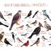 Ducks of North America Field Guide Art Print / Watercolor