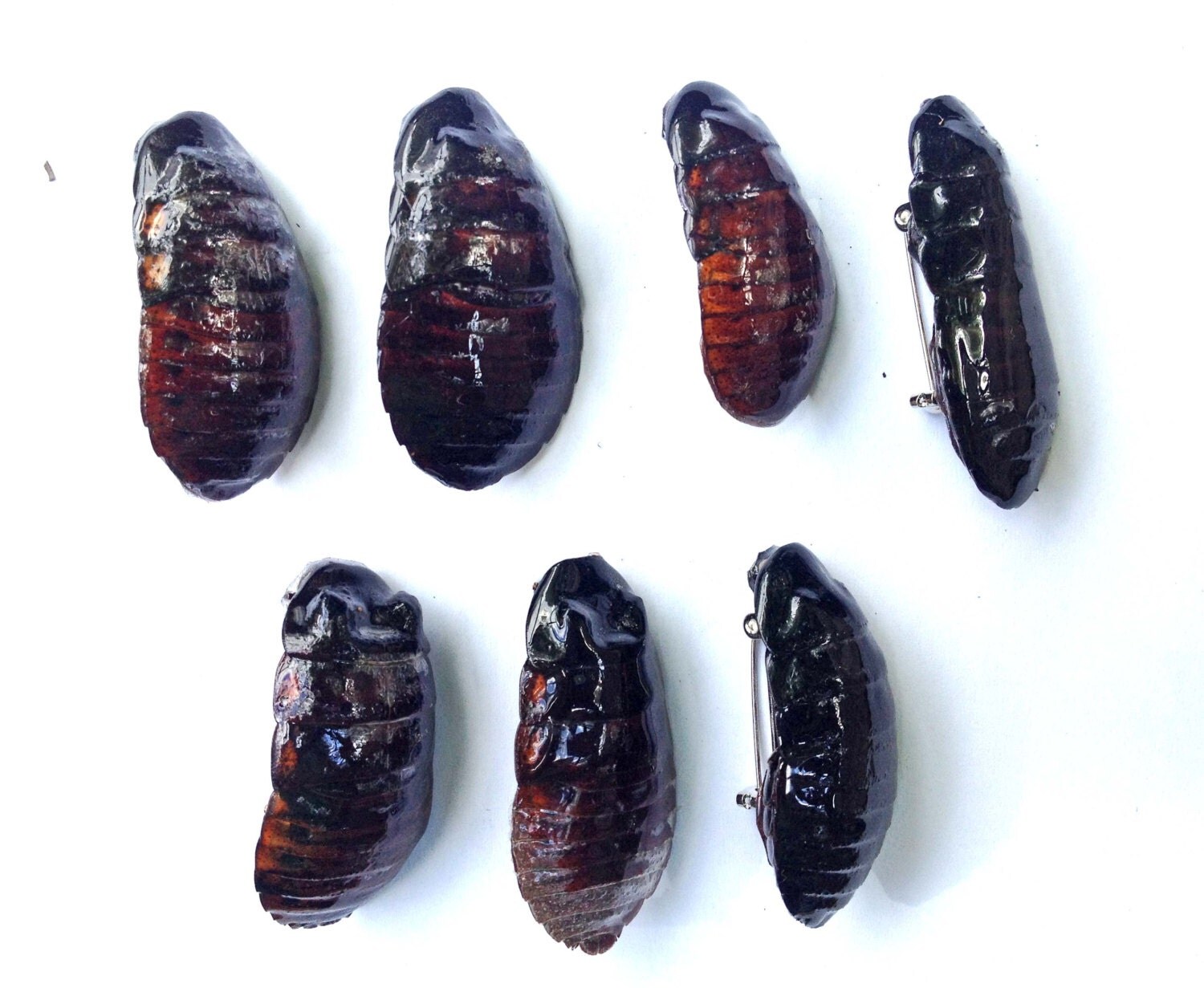 Real Madagascar Hissing Cockroach Roach Brooch