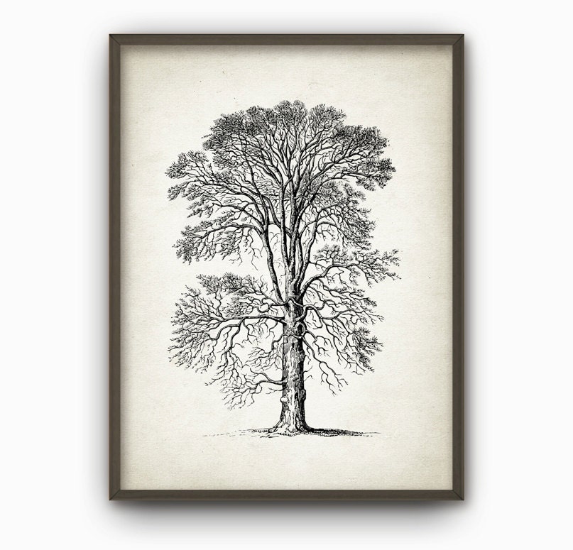 Trees Antique Botanical Art Print Set of 12 Vintage