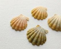 PRICE DROP | Lot of 4 Hawaiian Sunrise Shells | Will Sell Seperately