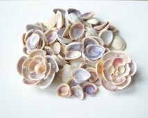 Unique seashell home decor related items | Etsy