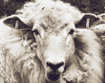 Sheep photography | Etsy