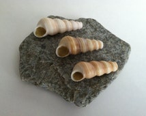 Popular items for shell pipe on Etsy
