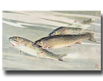 Steelhead art | Etsy