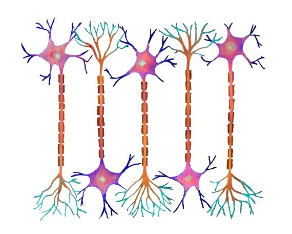 Neurons On Pinterest