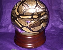 Popular items for ball python on Etsy