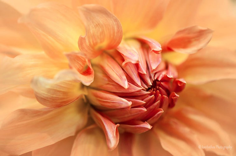 Flower photography botanical photo print by IonAnthosPhotography