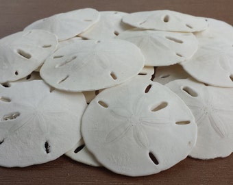 Puffy Sand Dollars 3 Seashell Supply Seashells Sand