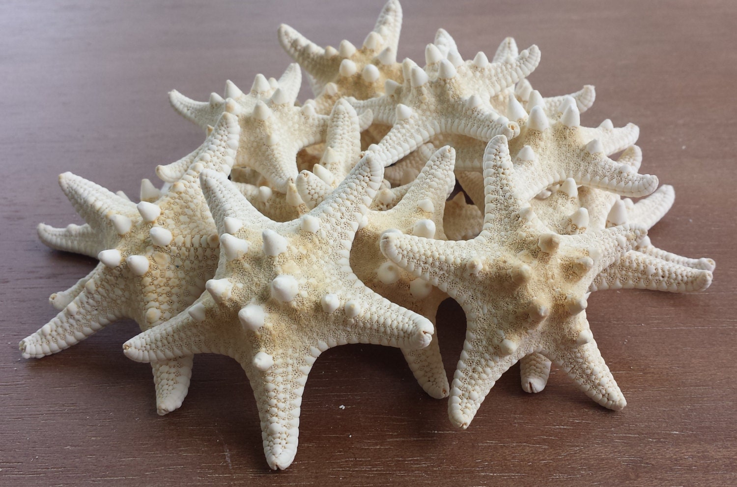 Starfish Seashells Shells Beach Decor Craft Shells White