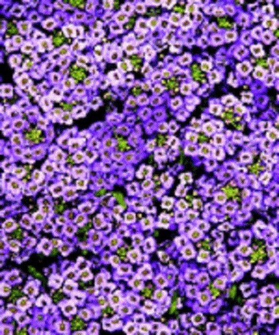 100 Seeds Alyssum Wonderland Blue Ground Cover