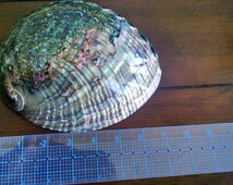 Unique abalone shell related items | Etsy