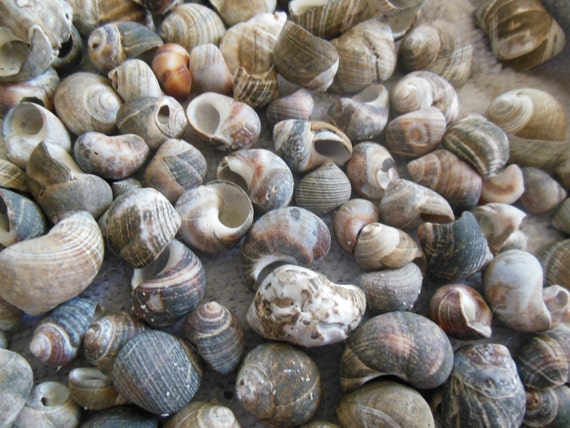 Items similar to Periwinkle Shells on Etsy