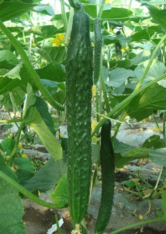 Cucumber seed Chinese Miracle Vegetable Heirloom by Elenaseeds