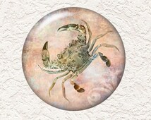 Popular items for sea shell mirror on Etsy