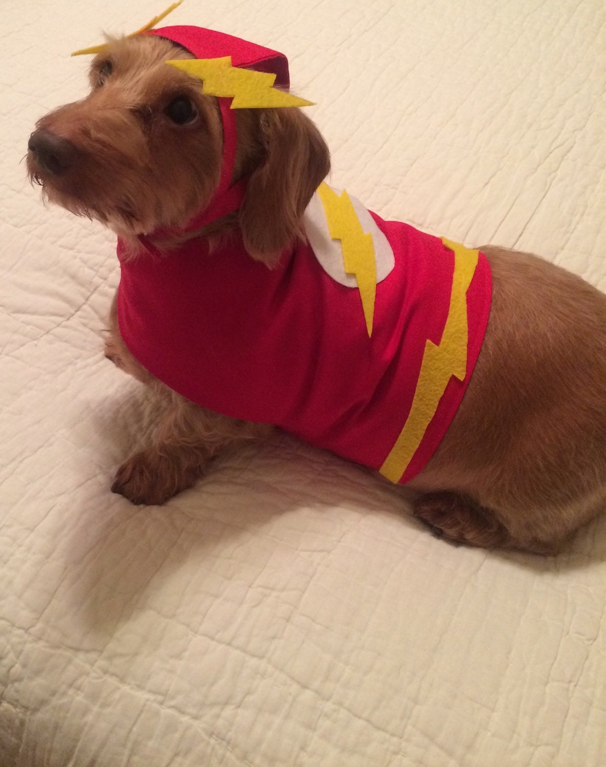 Small Dog / Dachshund The Flash Superhero Costume